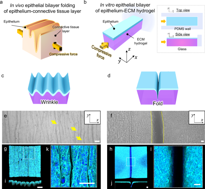 Tissue-scale in vitro epithelial wrinkling and wrinkle-to-fold ...