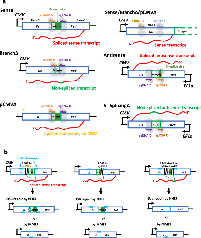RNA-mediated double-strand break repair by end-joining mechanisms ...