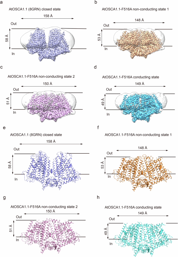 Activation mechanisms of dimeric mechanosensitive OSCA/TMEM63 channels ...