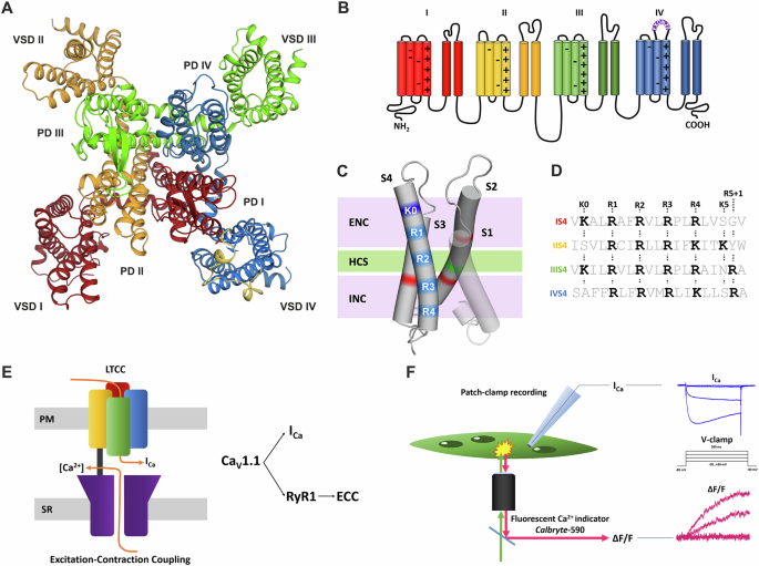 CaV1.1 voltage-sensing domain III exclusively controls skeletal muscle ...