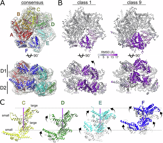 Visualization of the Cdc48 AAA+ ATPase protein unfolding pathway ...