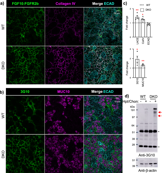 Specific 3-O-sulfated heparan sulfate domains regulate salivary gland ...