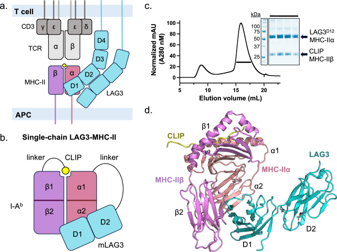Structural basis for mouse LAG3 interactions with the MHC class II ...
