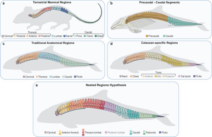 Repatterning of mammalian backbone regionalization in cetaceans ...