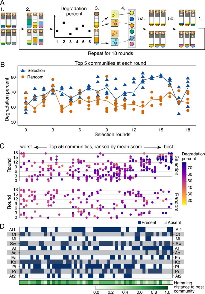 Artificial selection improves pollutant degradation by bacterial ...