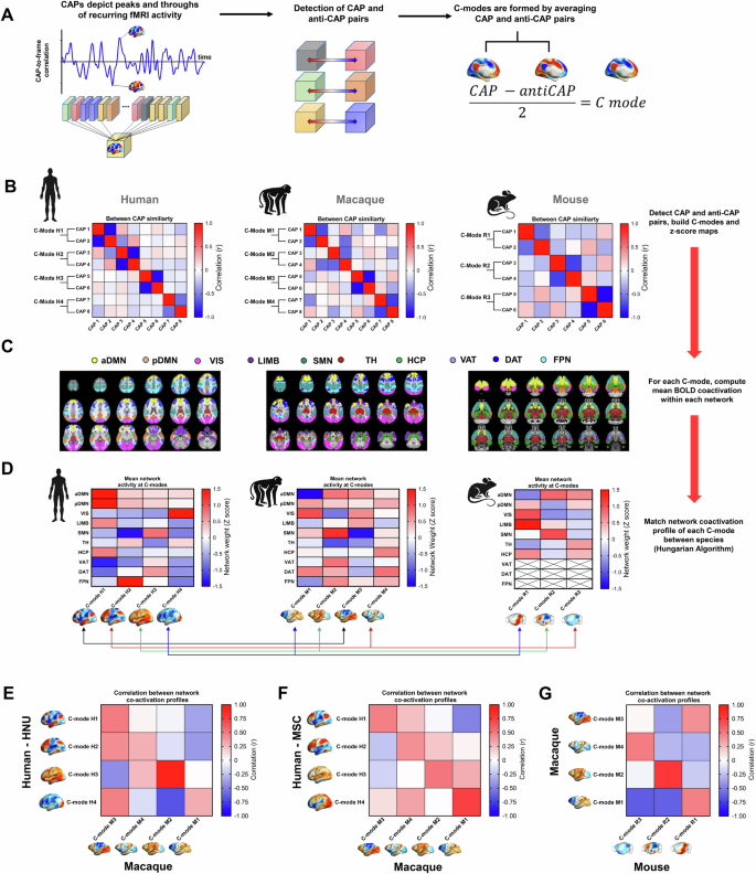 Evolutionarily conserved fMRI network dynamics in the mouse, macaque, and human brain | Nature ...