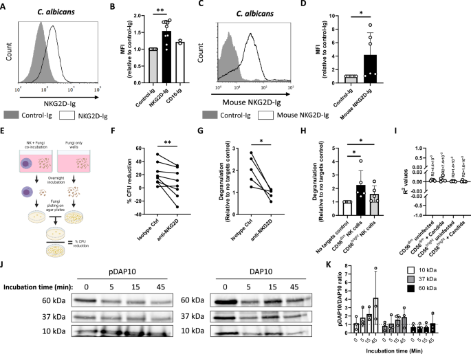 The activating receptor NKG2D is an anti-fungal pattern recognition ...