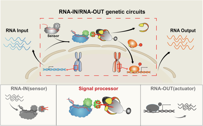 High-resolution and programmable RNA-IN and RNA-OUT genetic circuit in living mammalian cells ...