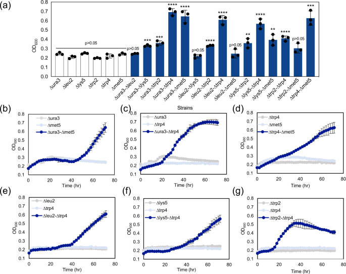 Engineered cross-feeding creates inter- and intra-species synthetic ...