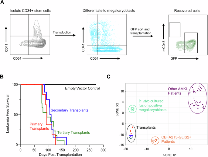 CBFA2T3-GLIS2 mediates transcriptional regulation of developmental ...