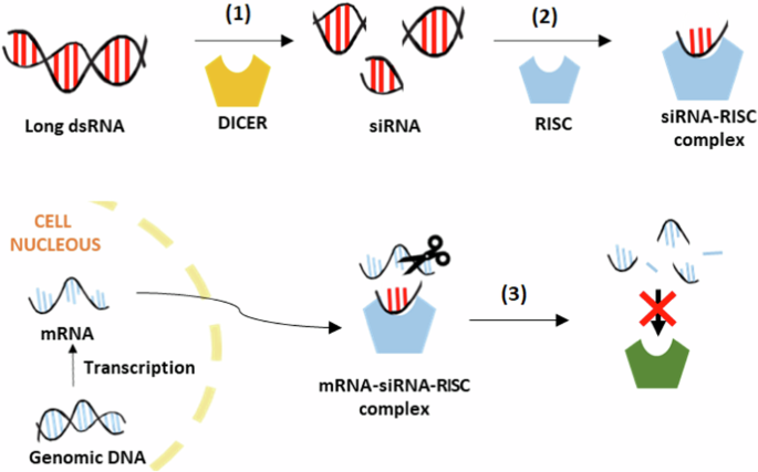 The role of polymers in enabling RNAi-based technology for sustainable ...