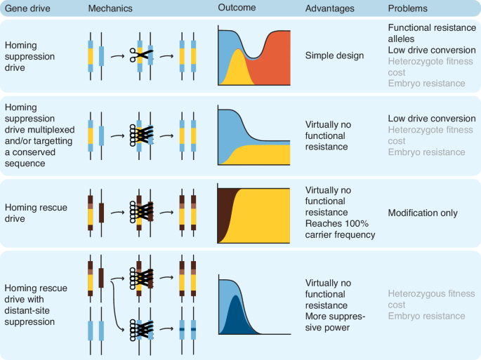 Improving the suppressive power of homing gene drive by co-targeting a ...