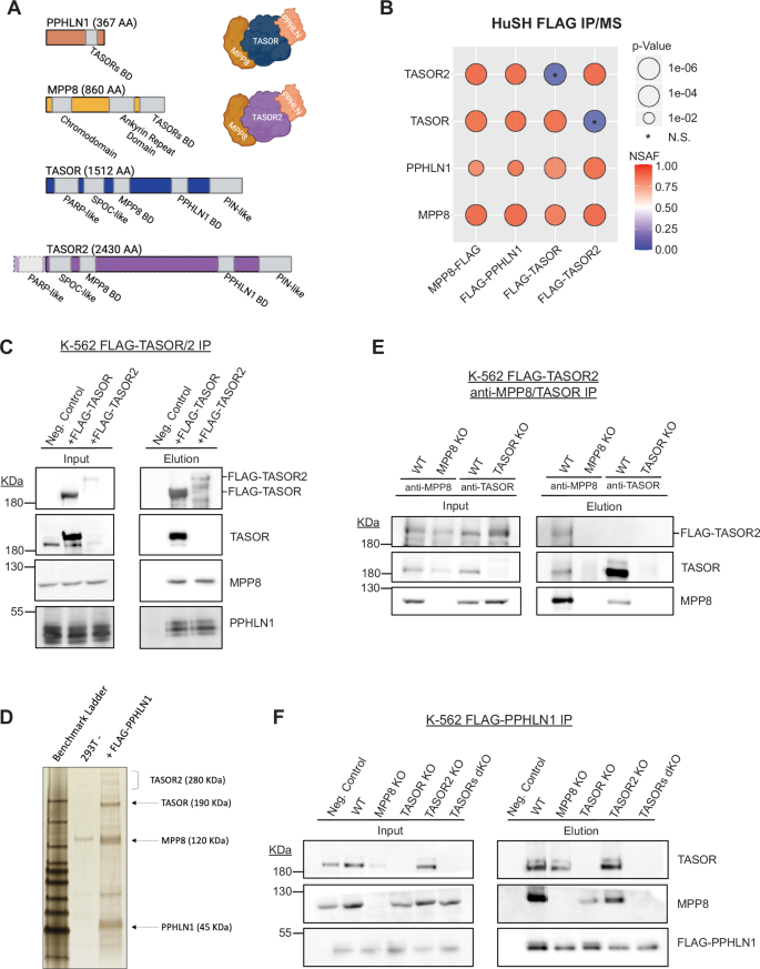 Interplay between Two Paralogous Human Silencing Hub (HuSH) Complexes ...