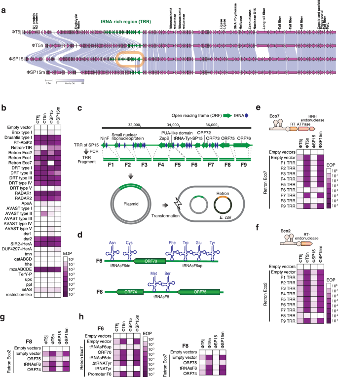Evasion of antiviral bacterial immunity by phage tRNAs | Nature Communications