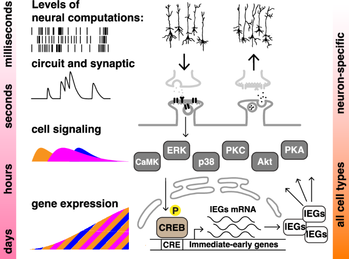 The massed-spaced learning effect in non-neural human cells | Nature Communications