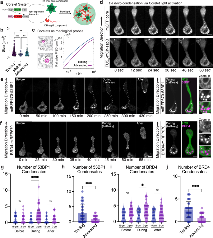 Chromatin compaction during confined cell migration induces and ...