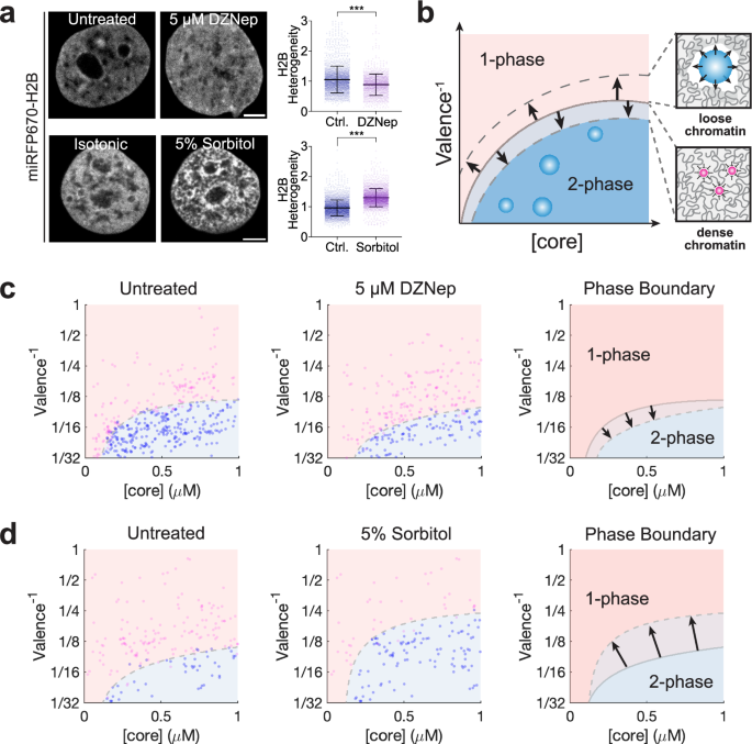 Chromatin compaction during confined cell migration induces and ...