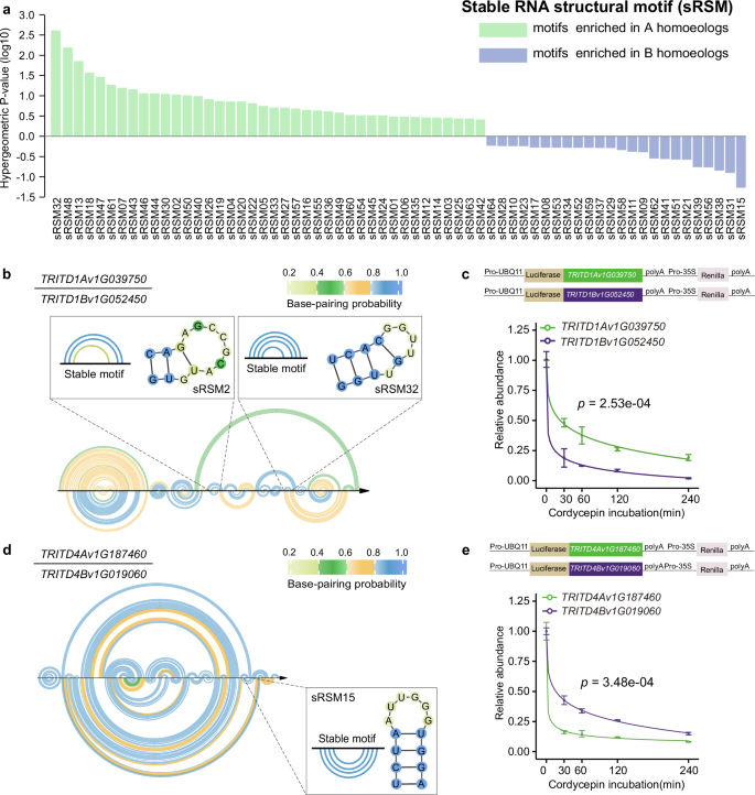 Unveiling RNA structure-mediated regulations of RNA stability in wheat ...