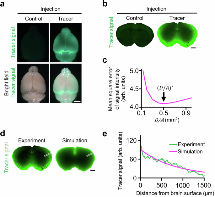 Evolutionary changes leading to efficient glymphatic circulation in the ...