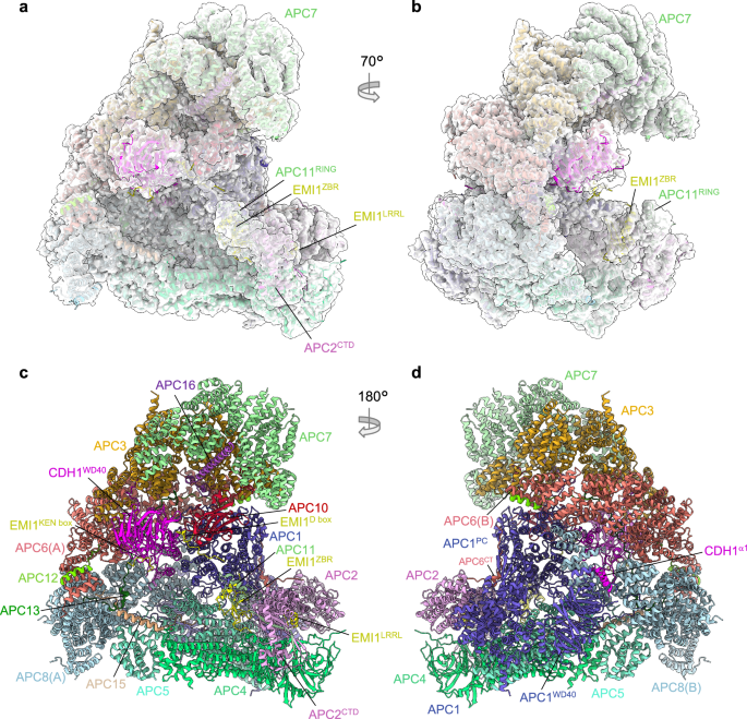 Cryo-EM structures of apo-APC/C and APC/CCDH1:EMI1 complexes provide ...