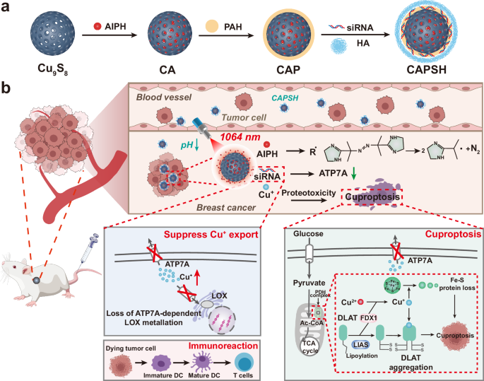 Regulating copper homeostasis of tumor cells to promote cuproptosis for ...