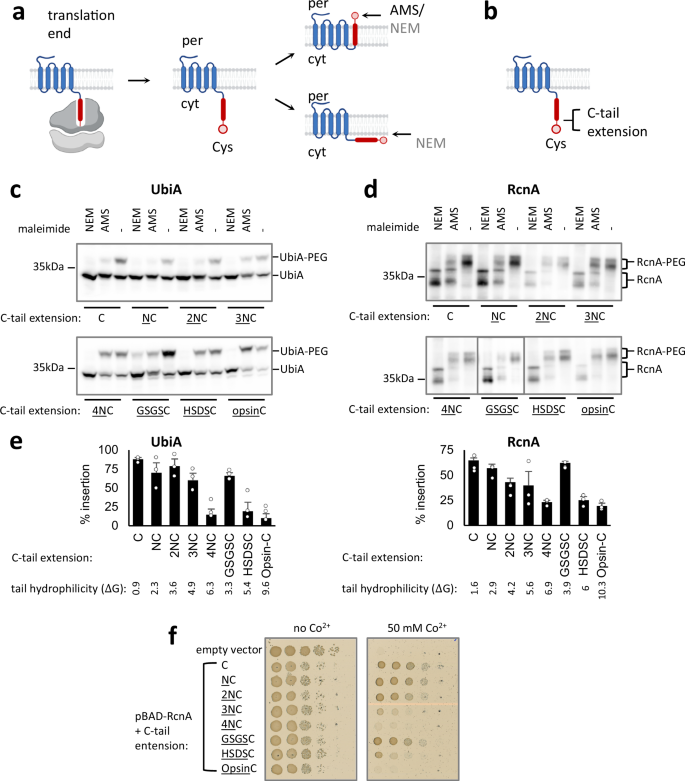 Features of membrane protein sequence direct post-translational ...