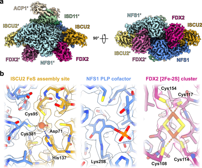 Two-stage binding of mitochondrial ferredoxin-2 to the core iron-sulfur ...
