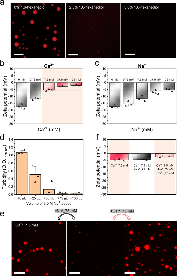 Calcium ion-triggered liquid-liquid phase separation of silk fibroin ...