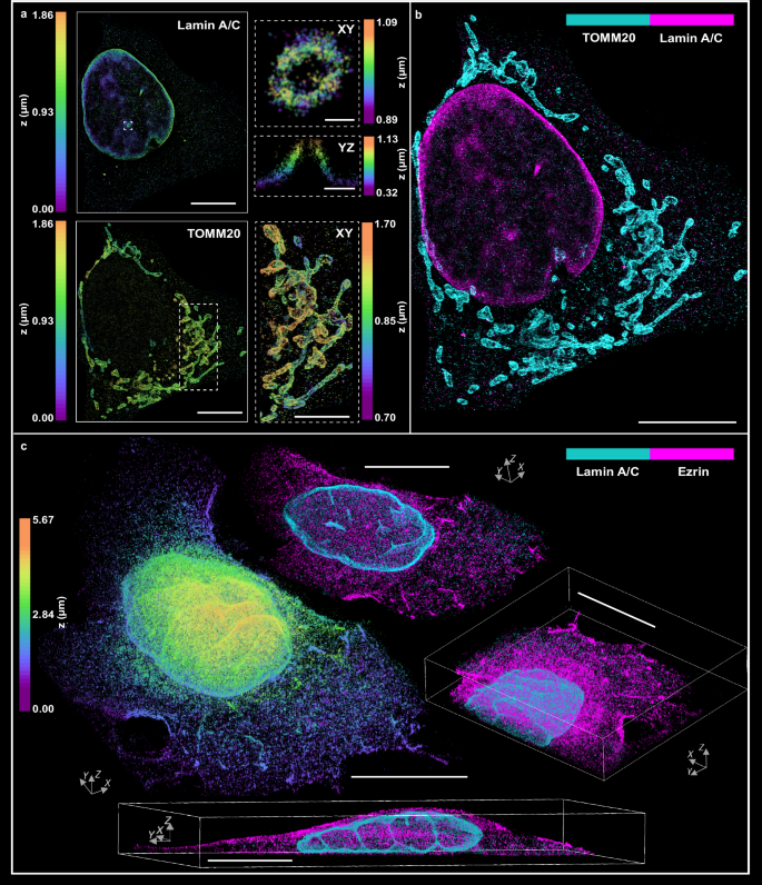 Whole-cell multi-target single-molecule super-resolution imaging in 3D ...