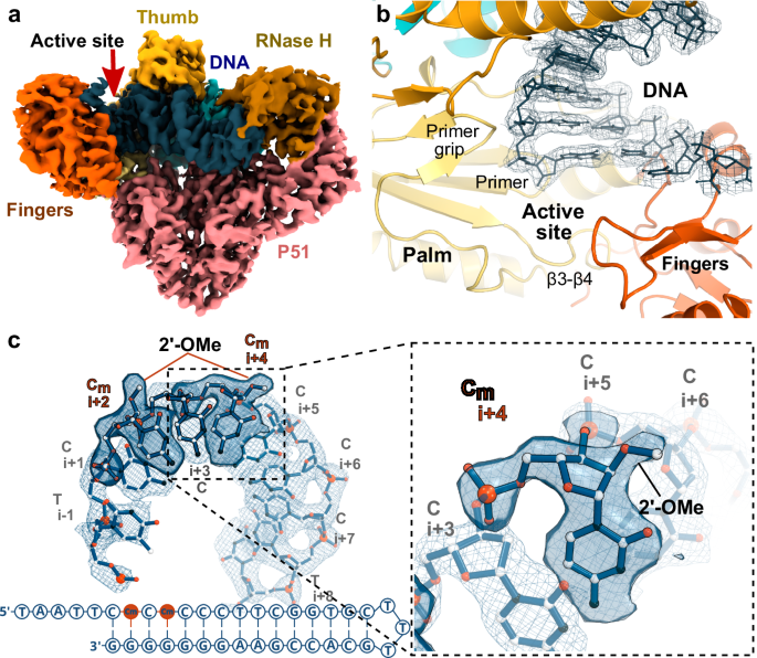 Structural basis of deoxynucleotide addition by HIV-1 RT during reverse ...