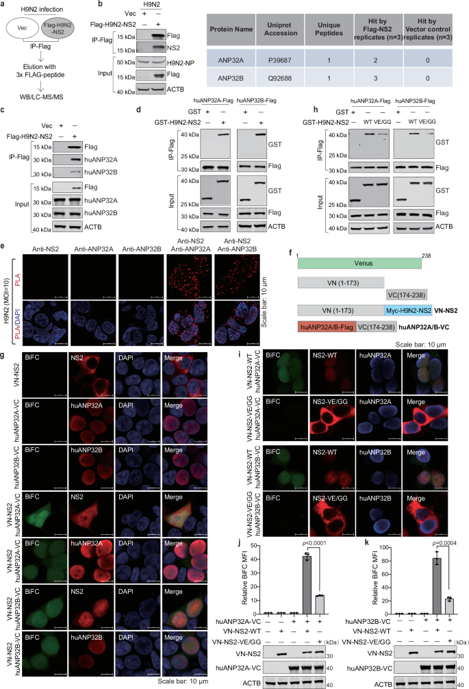 Human ANP32A/B are SUMOylated and utilized by avian influenza virus NS2 ...