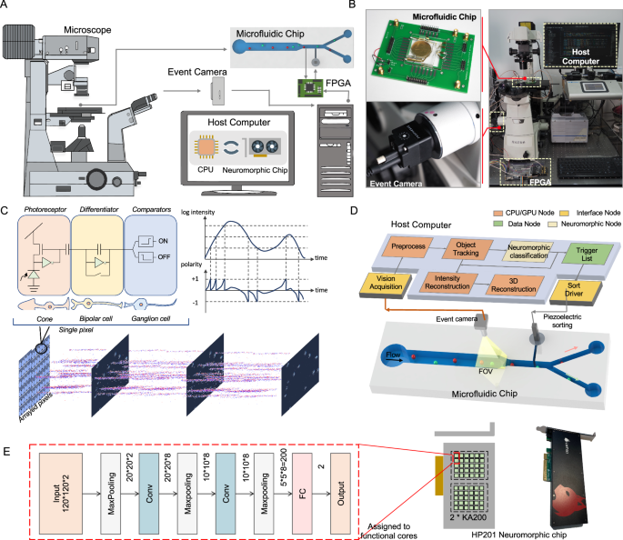 Neuromorphic-enabled video-activated cell sorting | Nature Communications