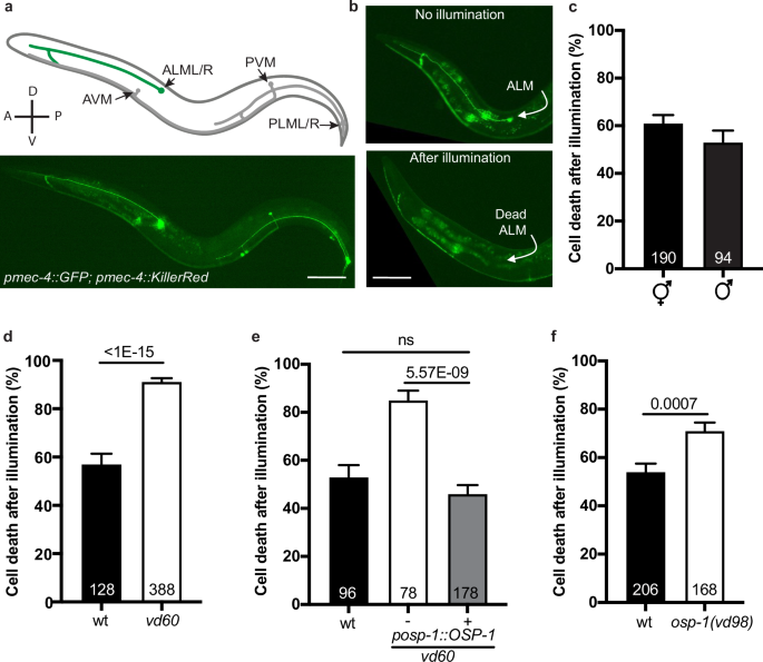 OSP-1 protects neurons from autophagic cell death induced by acute ...