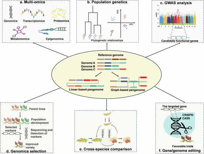 The role of pangenomics in orphan crop improvement | Nature Communications