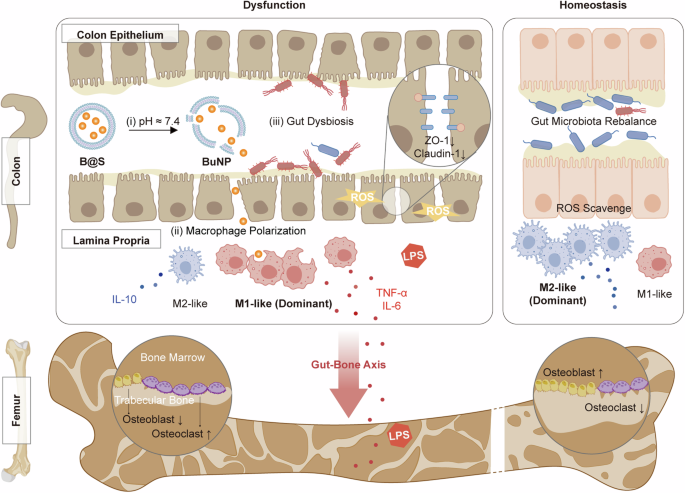 Colon-targeted engineered postbiotics nanoparticles alleviate ...