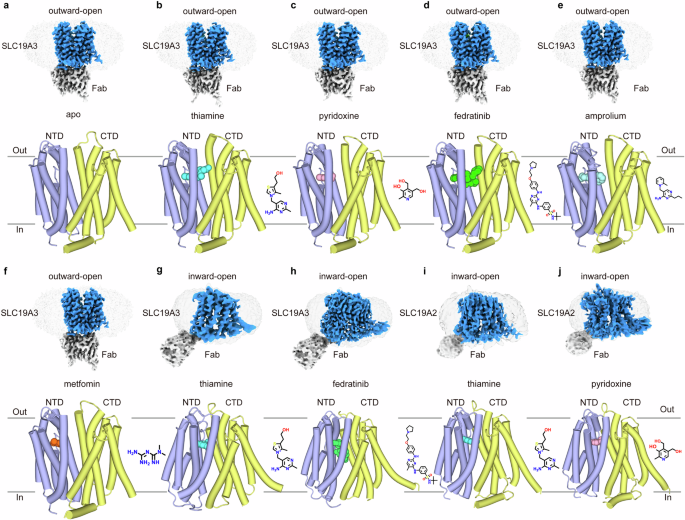 Substrate transport and drug interaction of human thiamine transporters ...