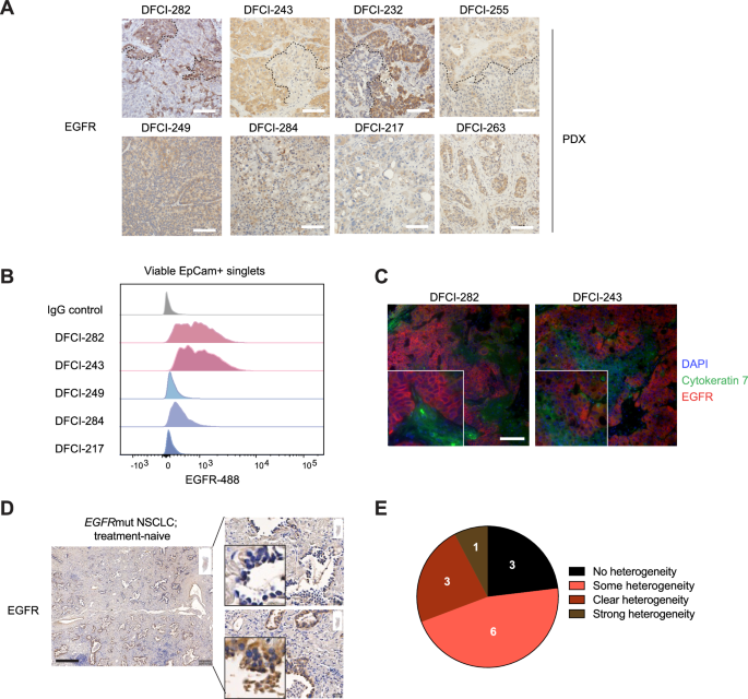 Intratumor heterogeneity of EGFR expression mediates targeted therapy ...