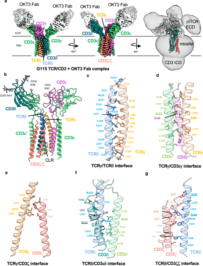 Structural characterization of two γδ TCR/CD3 complexes | Nature ...