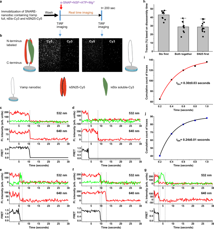 Single-molecule two- and three-colour FRET studies reveal a transition ...