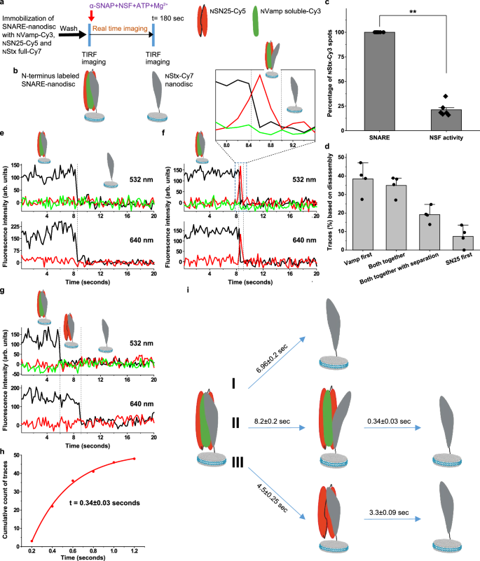 Single-molecule two- and three-colour FRET studies reveal a transition ...