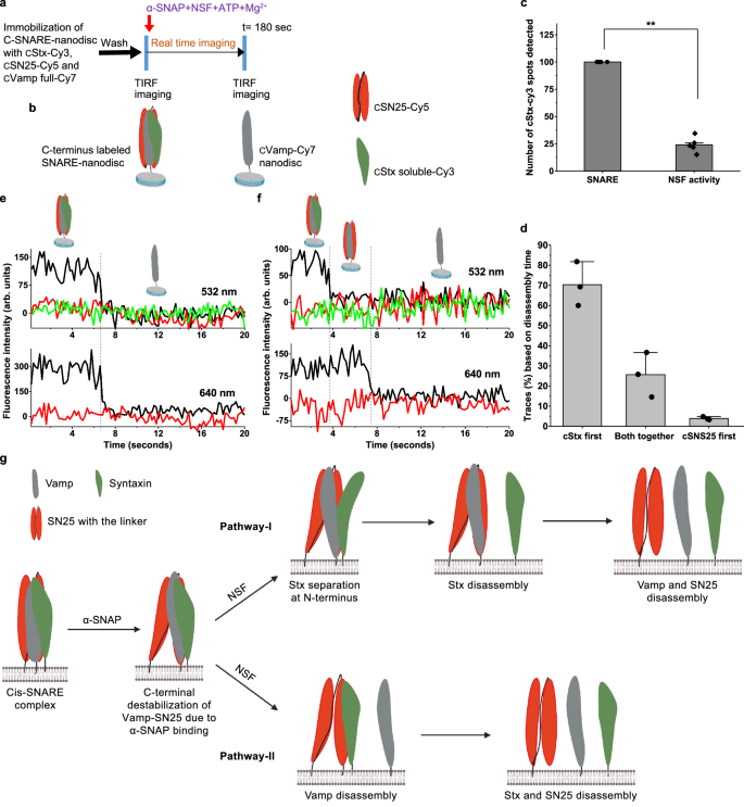 Single-molecule two- and three-colour FRET studies reveal a transition ...