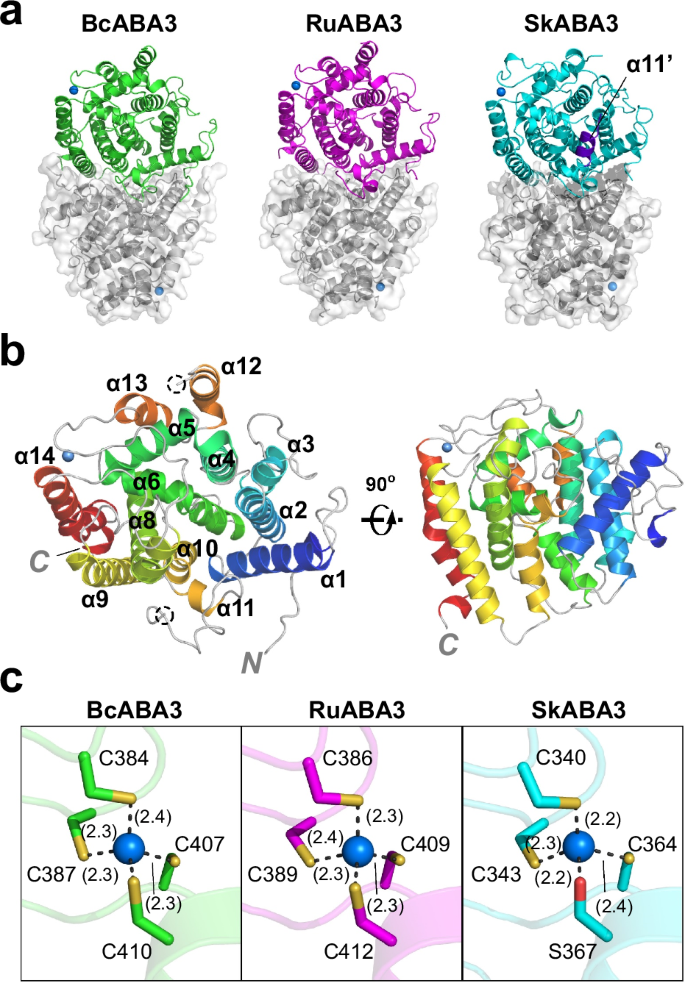 Molecular insights into a distinct class of terpenoid cyclases | Nature ...