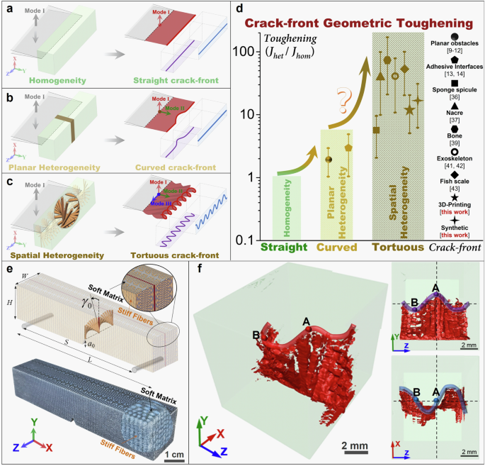 Distorting crack-front geometry for enhanced toughness by manipulating ...