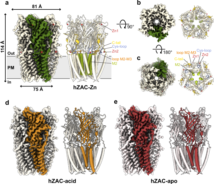 Structural insights into the activation mechanism of the human zinc ...