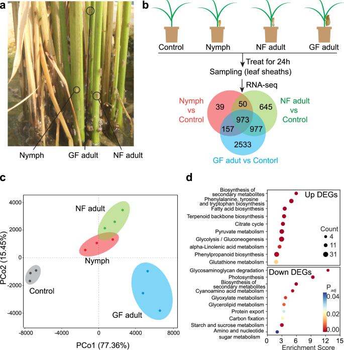 Nymphal feeding suppresses oviposition-induced indirect plant defense ...