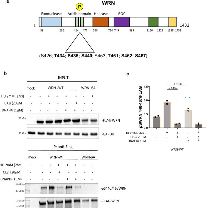 Phosphorylation-dependent WRN-RPA interaction promotes recovery of ...