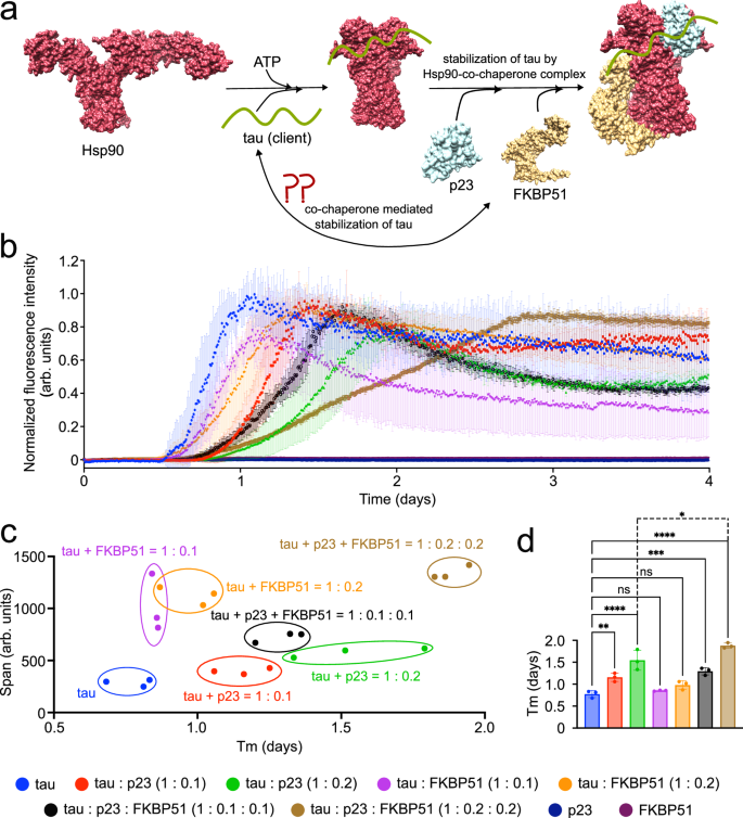 Interplay of p23 with FKBP51 and their chaperone complex in regulating ...