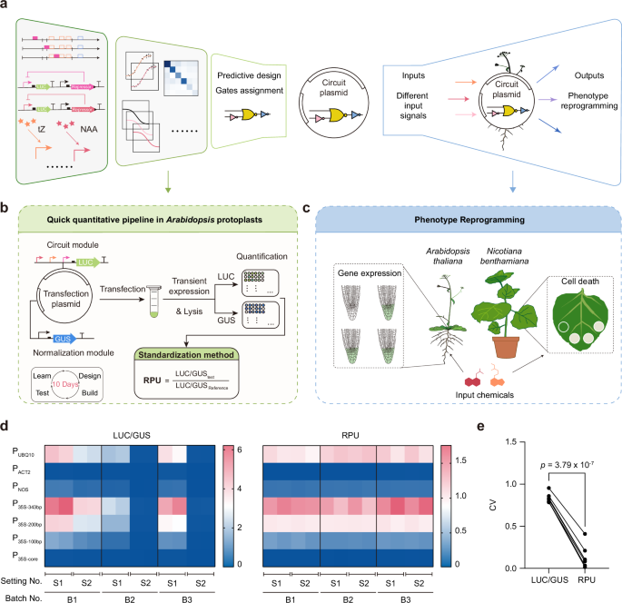 Predictive genetic circuit design for phenotype reprogramming in plants ...