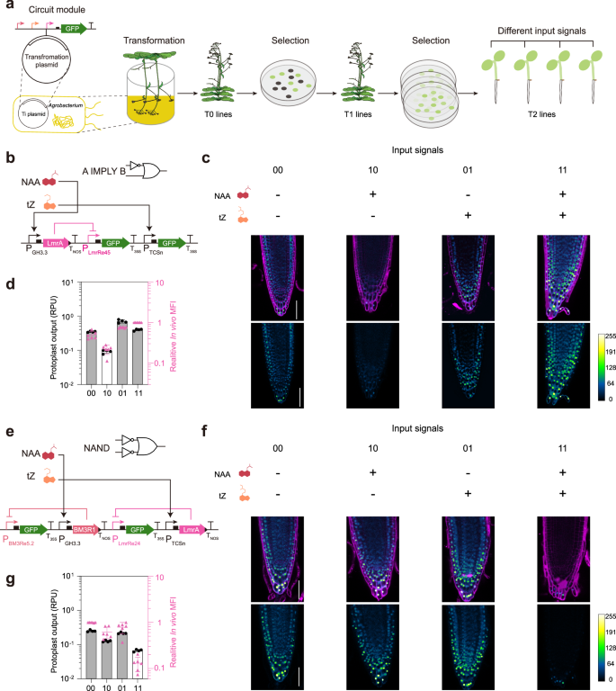 Predictive genetic circuit design for phenotype reprogramming in plants ...