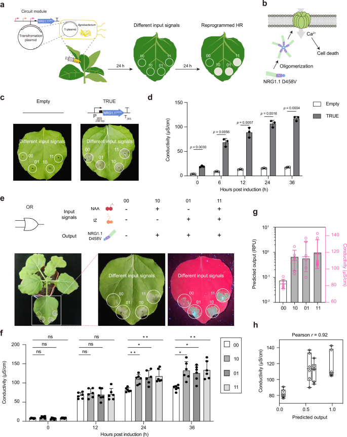 Predictive genetic circuit design for phenotype reprogramming in plants ...